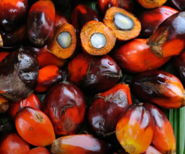 Batana Oil, what is it and what is it good for? Read it at Boozyshop